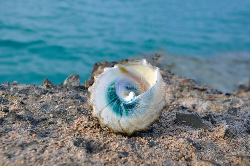 Blue Seashell stock photo. Image of marine, background - 12769122