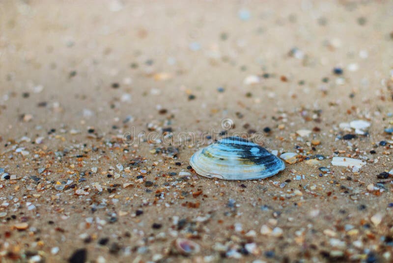 Blue seashell on the sand stock image. Image of sand - 57671693