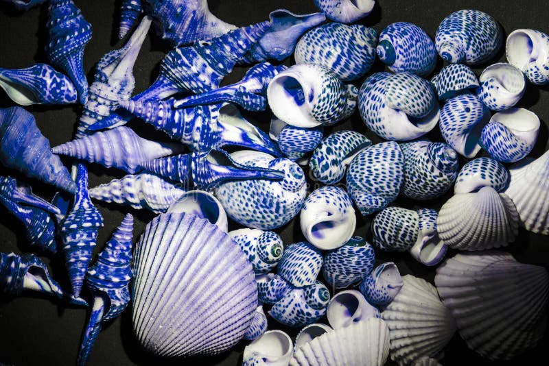 Blue Seashells. Creative Art Using Nature Stock Image - Image of ...