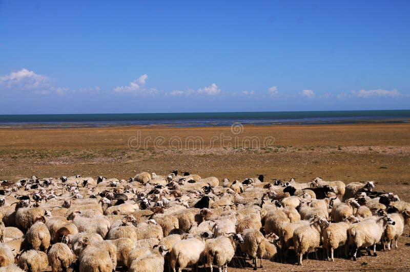Blue see with sheeps stock photo. Image of cloud, yellow - 46576140