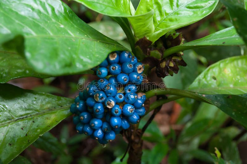 Blue seeds stock image. Image of jungle, nature, indonesia - 42768519