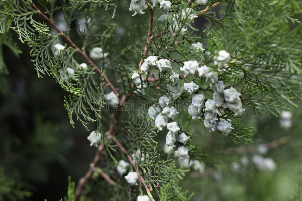 Blue Seeds of Thuja Tree Platycladus Orientalis Stock Photo - Image of ...