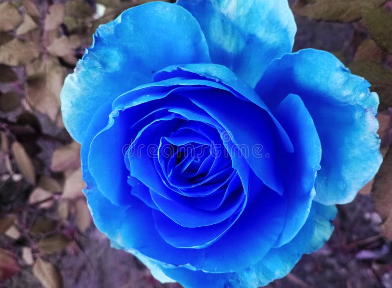 Blue shaded rose stock photo. Image of blue, anniversary - 133008986