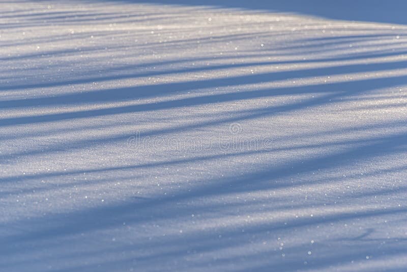 Blue Shadows of Trees in the Snow Stock Photo - Image of clean, bright ...