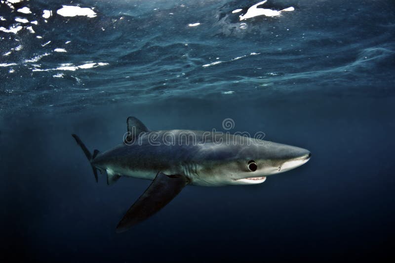 Blue Shark stock image. Image of shark, gill, california - 31249535