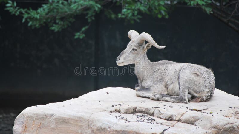 Blue Sheep stock image. Image of mammal, curious, agriculture - 27936473