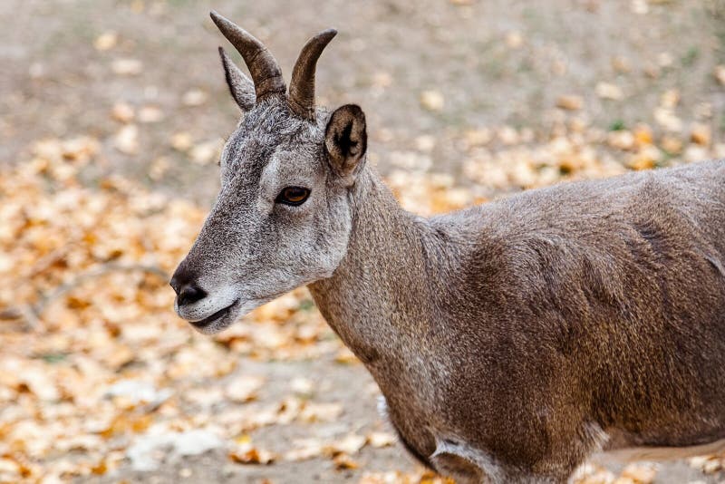 Blue sheep closeup autumn stock photo. Image of care - 153964072