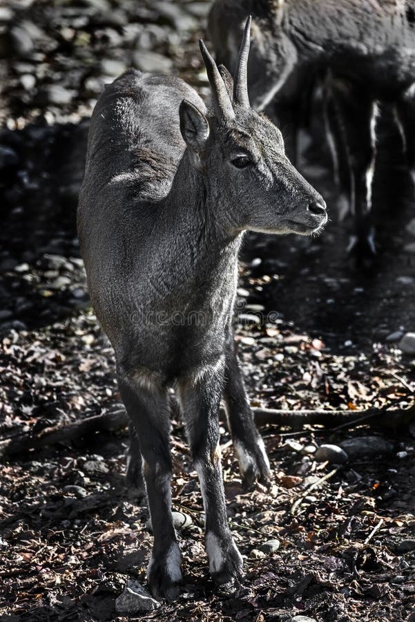 Blue sheep male 1 stock image. Image of horn, mountain - 145311957