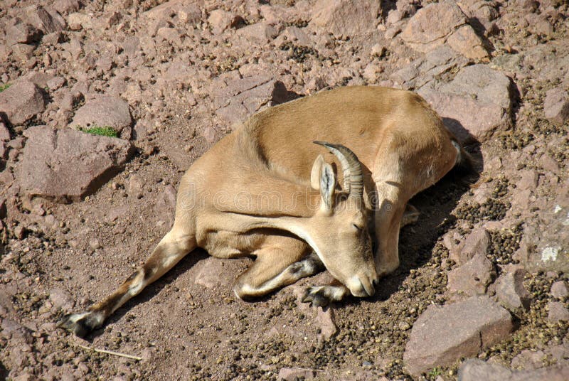 Blue Sheep Sleeping in the Sun Stock Image - Image of antelope, habitat ...