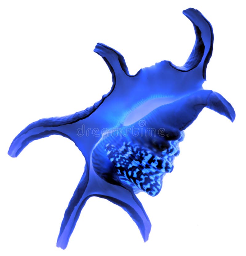 Blue shell stock image. Image of beauty, adventure, prepared - 3641781