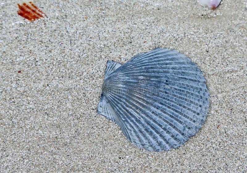 The blue shell stock image. Image of details, tropical - 42966249