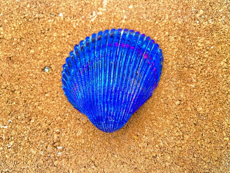 Blue shell stock photo. Image of pattern, dirt, soil - 278868990