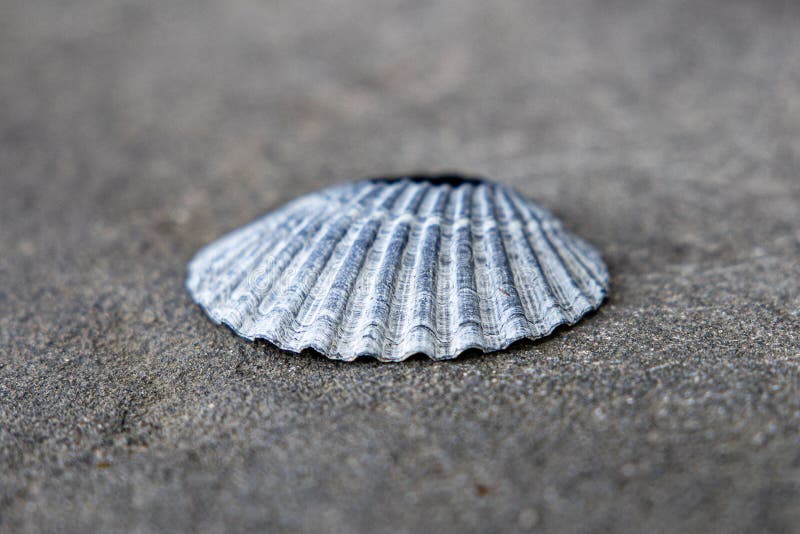 Blue Shell on a Sandy Beach Stock Photo - Image of object, shore: 258225116