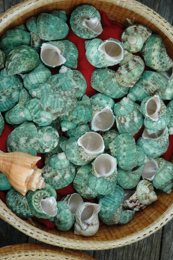 Blue Shells stock photo. Image of sale, basket, underwater - 619828