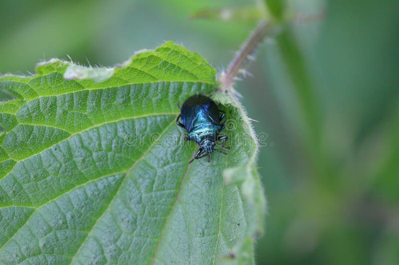 Blue Shieldbug (Zicrona Caerulea) at Rest on Leaf Stock Photo - Image ...