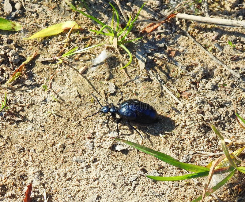 Blue Shining Bug, Lithuania Stock Image - Image of natural, animal ...