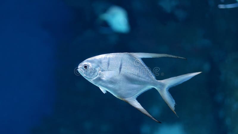 Blue Shiny Fish Swims in the Aquarium. Stock Image - Image of undersea ...
