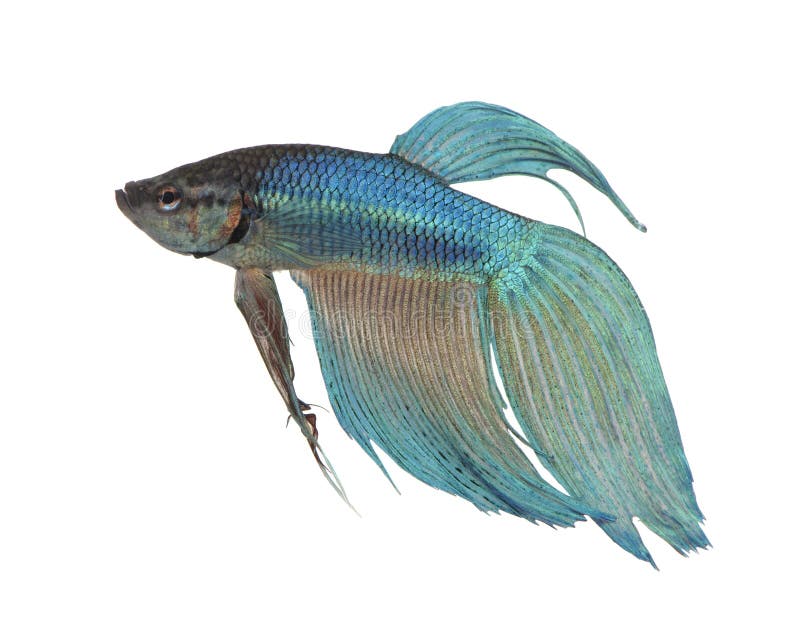 Blue and Red Siamese Fighting Fish, Betta Fish Isolated on Black Stock ...