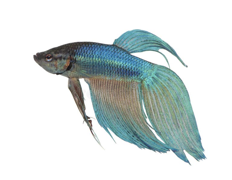 12,842 Fish Betta Splendens Stock Photos - Free & Royalty-Free Stock ...