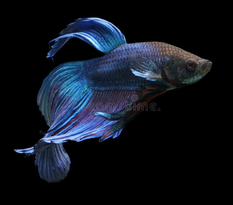 Blue Siamese Fighting Fish or Betta Splendens Fancy Fish on Black ...