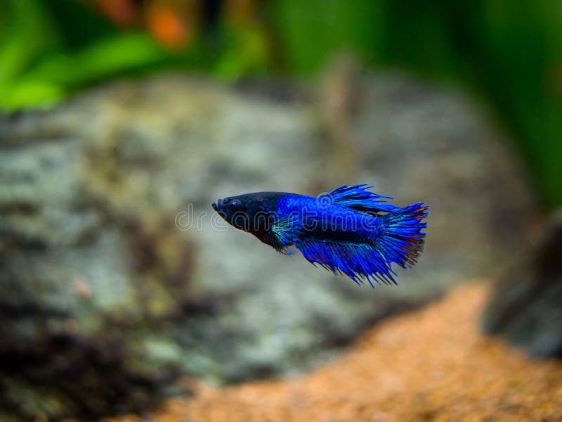Blue Siamese Fighting Fish Betta Splendens on a Fish Tank Stock Photo ...