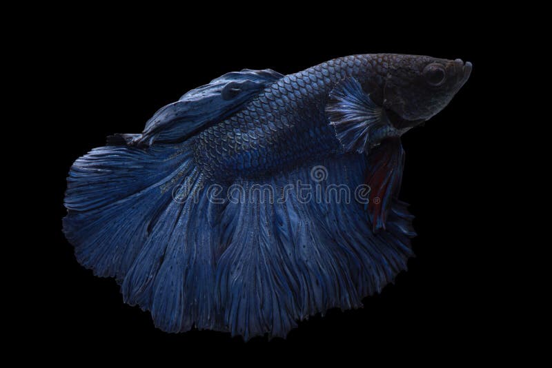 Blue Siamese Fighting Fish on Black Background Stock Photo - Image of ...