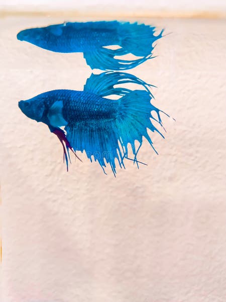 A Blue Siamese Fighting Fish and Reflection of the Water Surface Stock ...