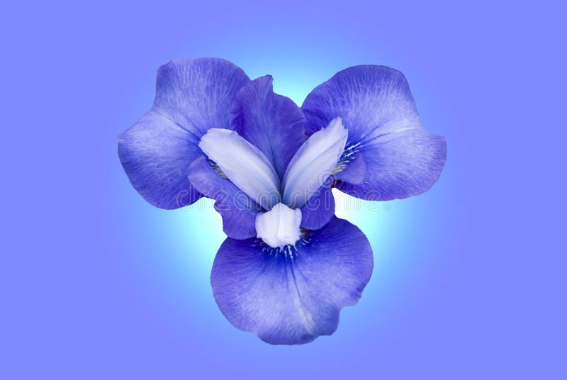 Blue Siberian Iris,blue Background Stock Photo - Image of colorful ...