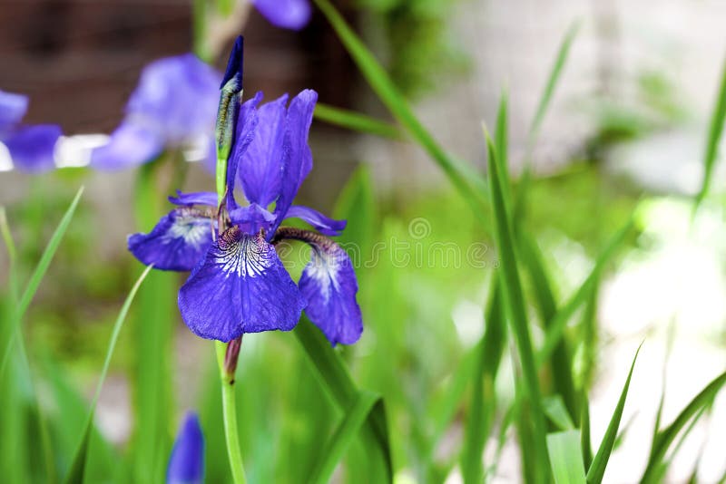 Blue Siberian Iris Flower Closeup Stock Image - Image of decorative ...