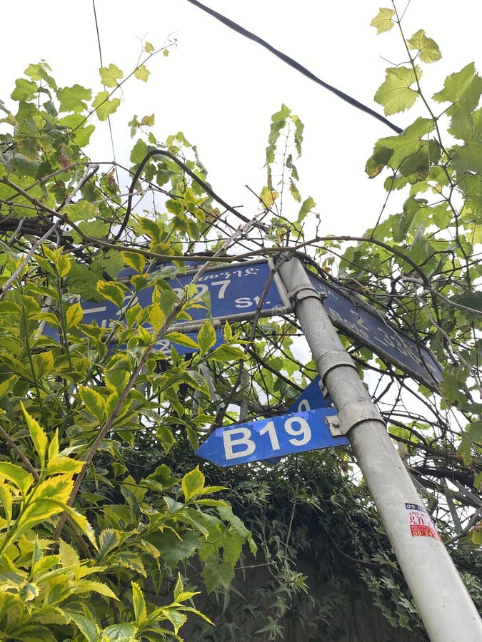 The Blue Signage Was Blocked by Tree Leaves and Twigs Stock Image ...