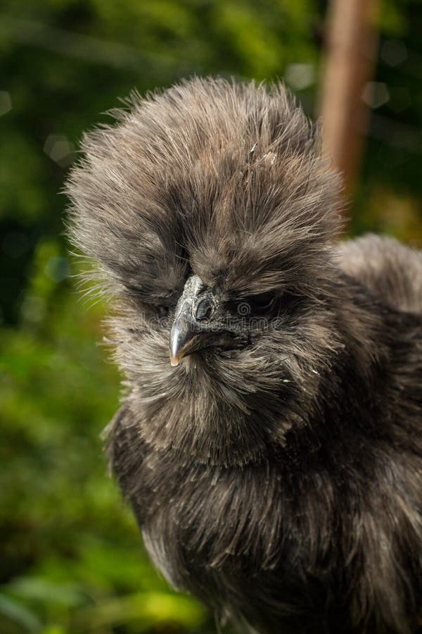 Blue Silkie Chicken stock image. Image of domesticus - 165575259