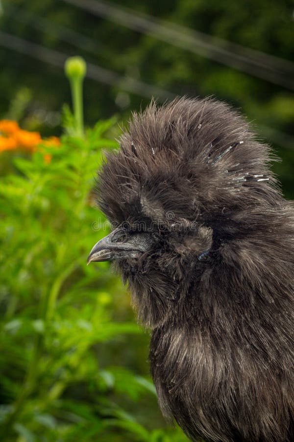 Blue Silkie Chicken stock image. Image of breeding, adult - 165575339