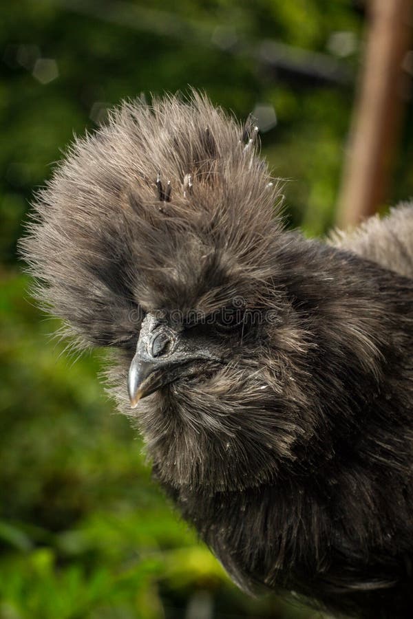 Blue Silkie Chicken stock photo. Image of boned, fowl - 165575346