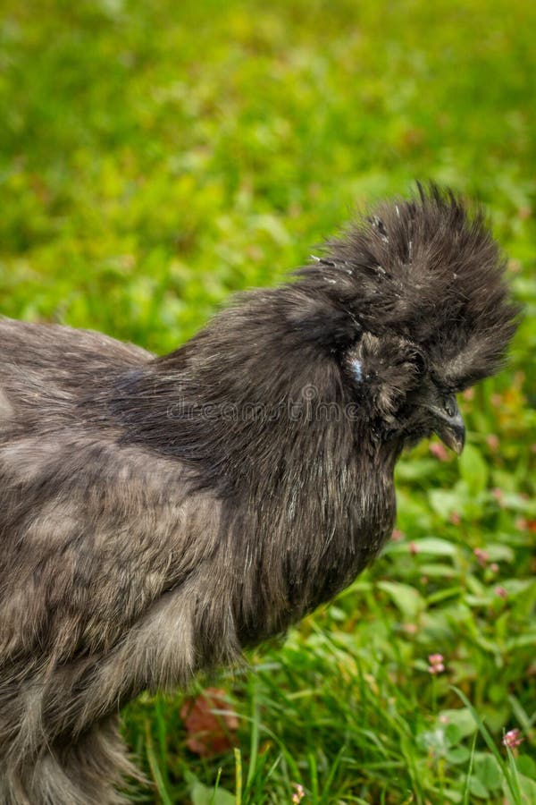 Blue Silkie Chicken stock image. Image of farm, natural - 165575495