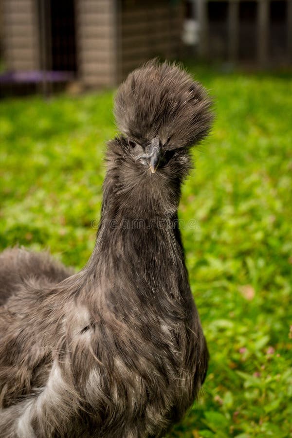 Blue Silkie Chicken stock image. Image of boned, female - 165575553