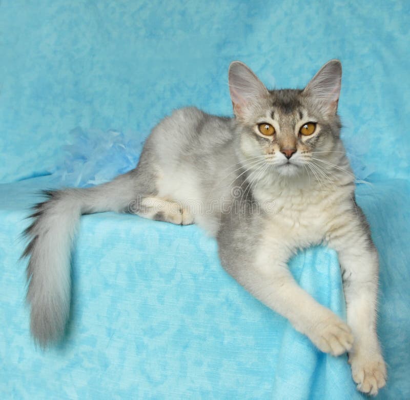 Blue silver somali stock photo. Image of somali, blue - 12679636