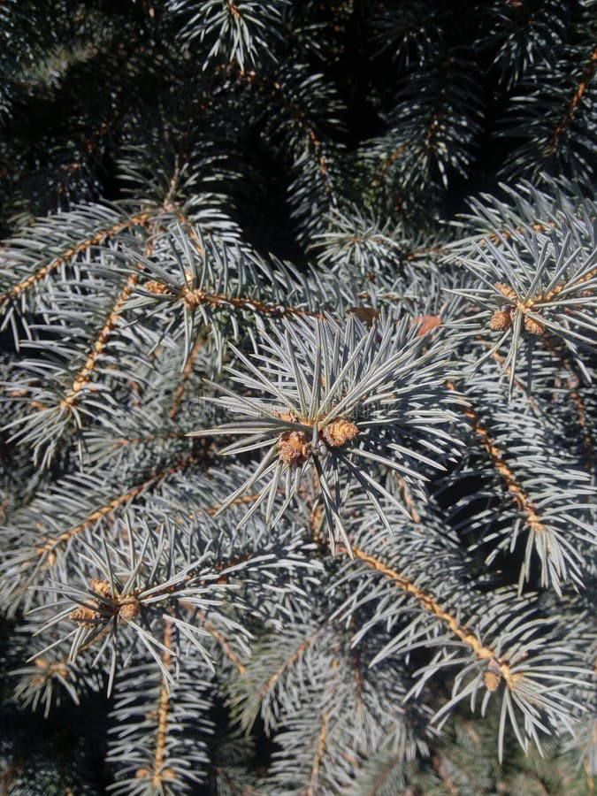 Engelmann Spruce Tree Stock Photos - Free & Royalty-Free Stock Photos ...