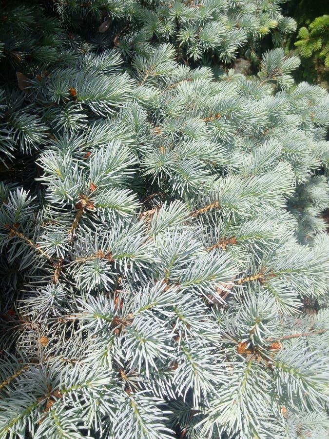 Blue or Silver Spruce Texture Background. Engelmann Spruce Pattern ...