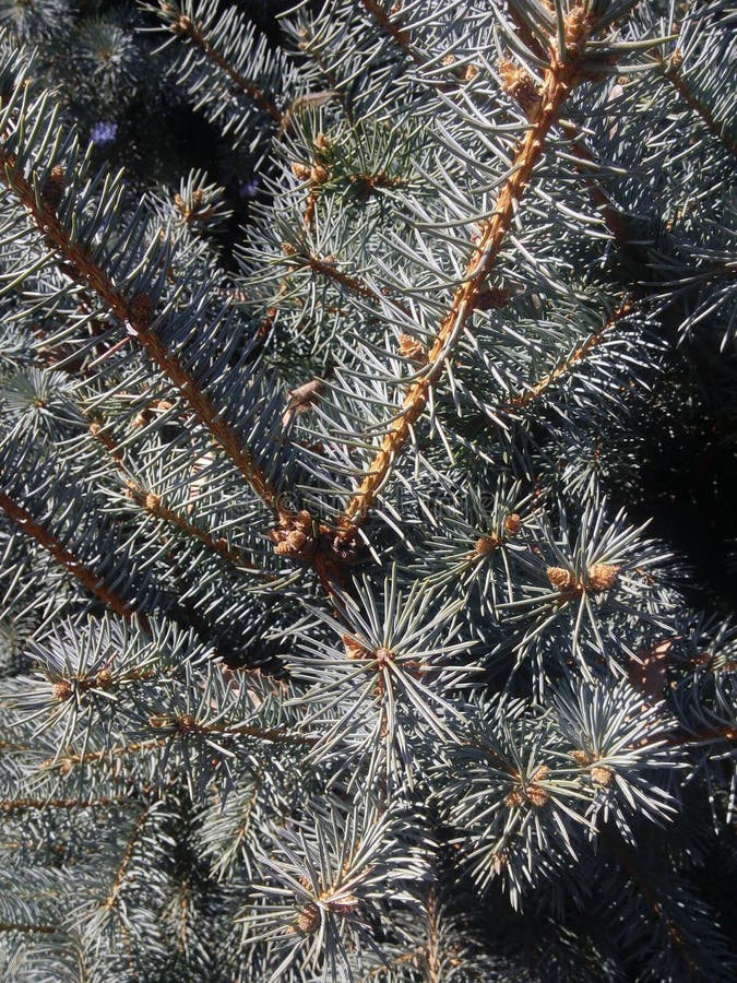 Blue or Silver Spruce Texture Background. Engelmann Spruce Pattern ...