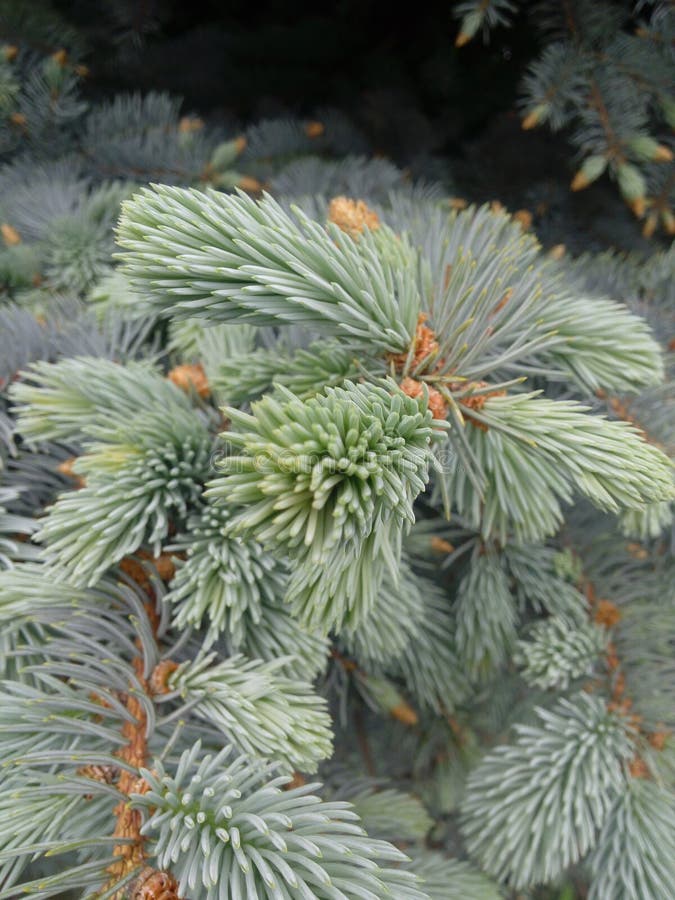 Blue or Silver Spruce Texture Background. Engelmann Spruce Pattern ...