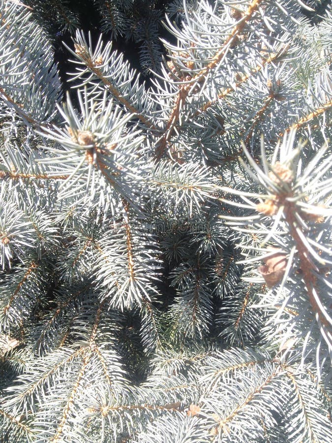 Blue or Silver Spruce Texture Background. Engelmann Spruce Pattern ...