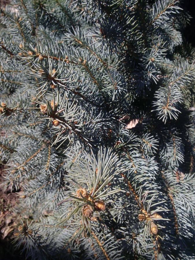 Blue or Silver Spruce Texture Background. Engelmann Spruce Pattern ...