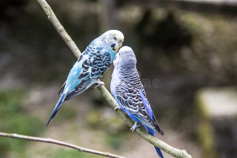 Singing parakeets sit stock photo. Image of green, birds - 186514100
