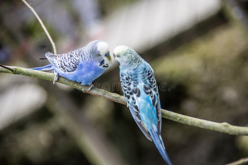 Singing parakeets sits stock image. Image of parrots - 186513955