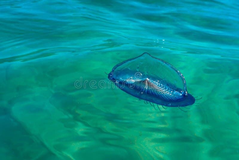 Blue Siphonophore Fish Swimming in the Sea Stock Photo - Image of food ...
