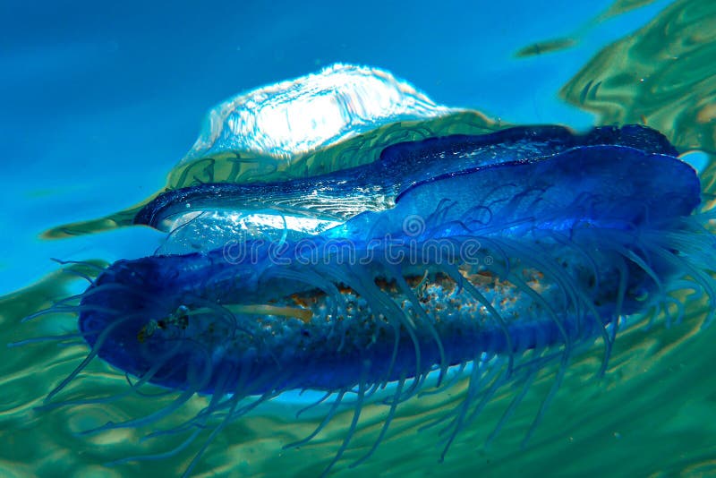 Blue Siphonophore Fish Swimming in the Sea Stock Photo - Image of wave ...