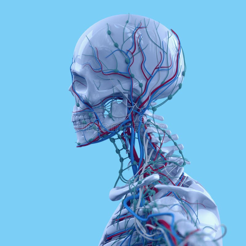 Blue Skeleton on Fun Blue Studio Background. Graphic,design,modern ...