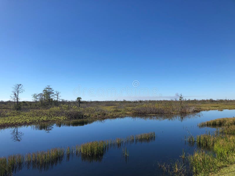 Swamp river scene stock photo. Image of flying, landscape - 106242024