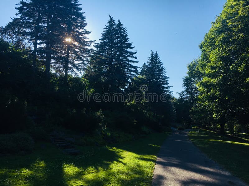 Alpine Foliage at Summertime Stock Image - Image of trees, alpine ...