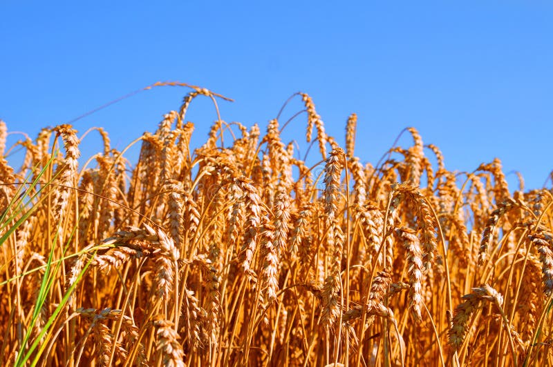 Blue Skies over wheatfield stock photo. Image of crop - 97294576